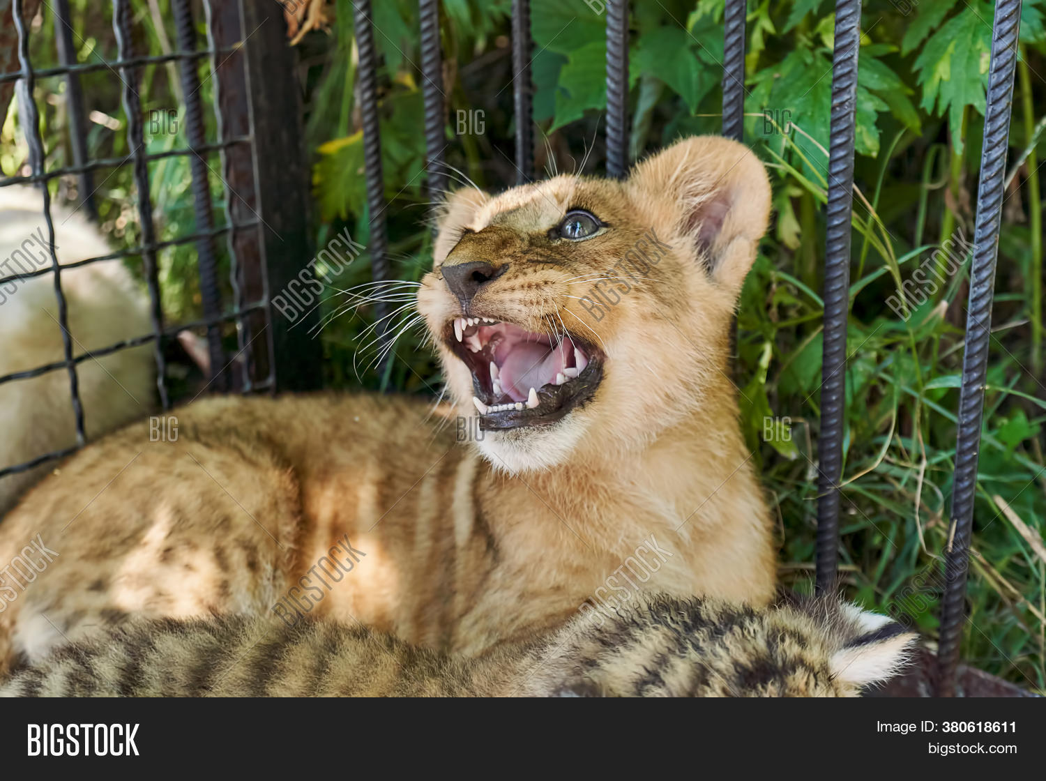 Little Tiger Cage Zoo Image & Photo (Free Trial) | Bigstock