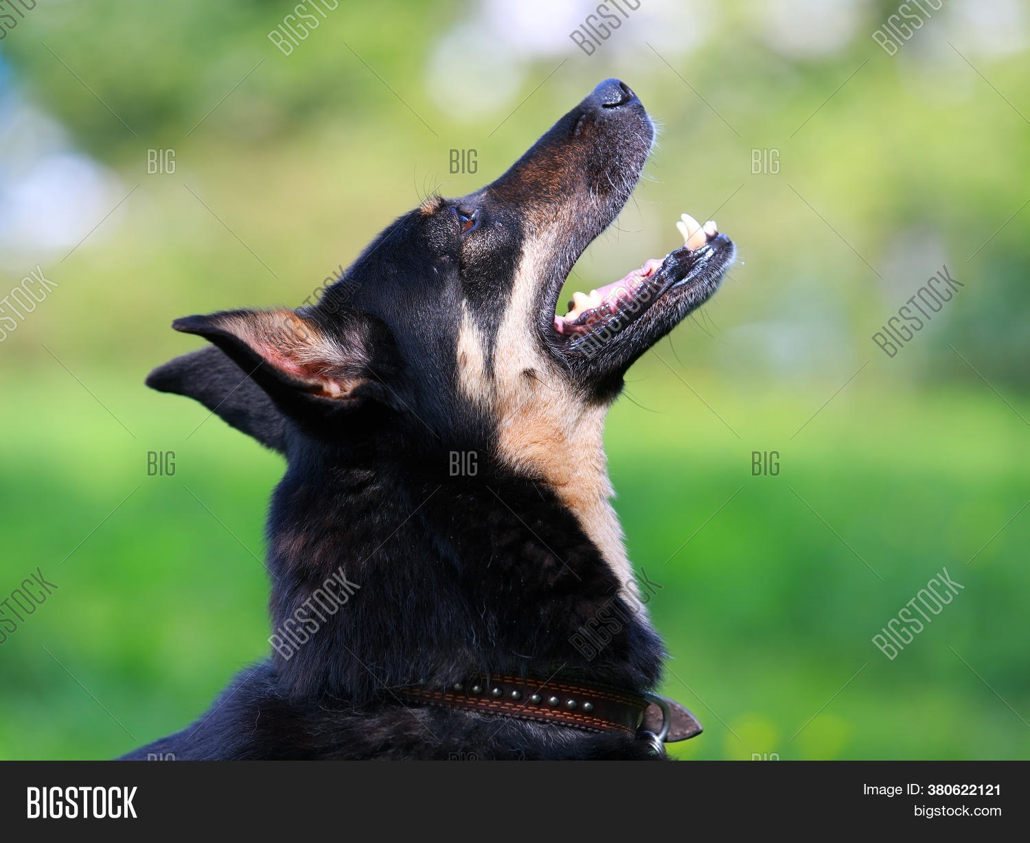 Portrait Mongrel Dog Image & Photo (Free Trial) | Bigstock