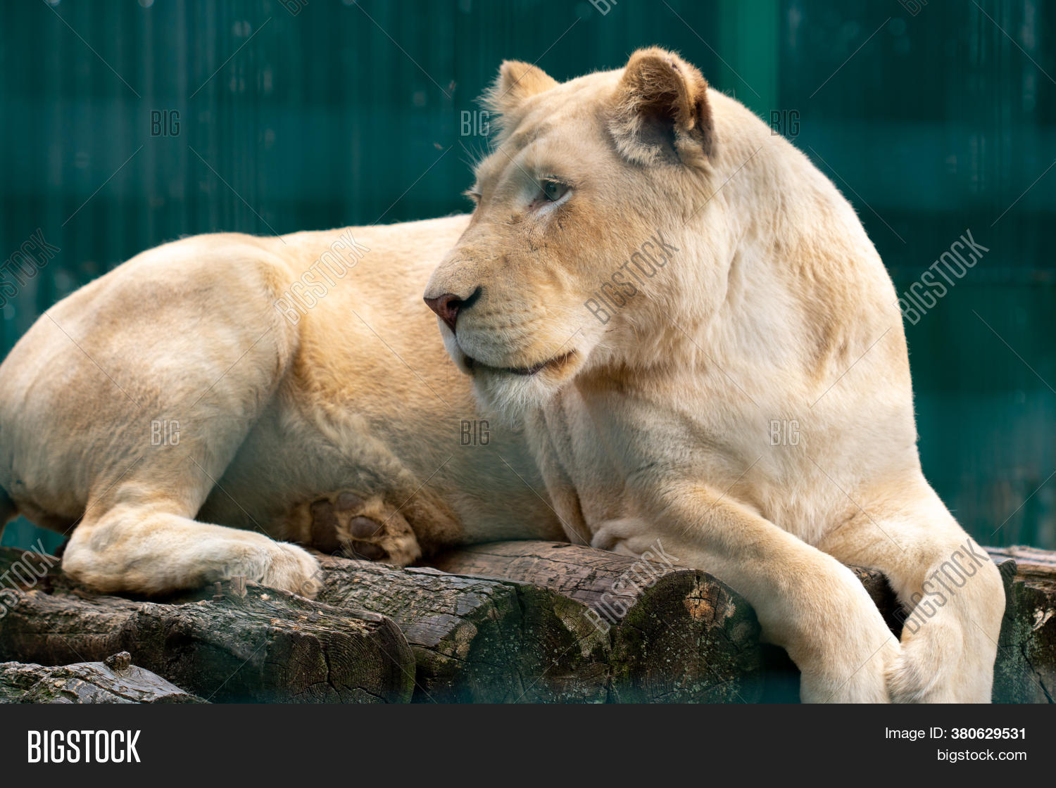 Beautiful Lioness Lies Image & Photo (Free Trial) | Bigstock