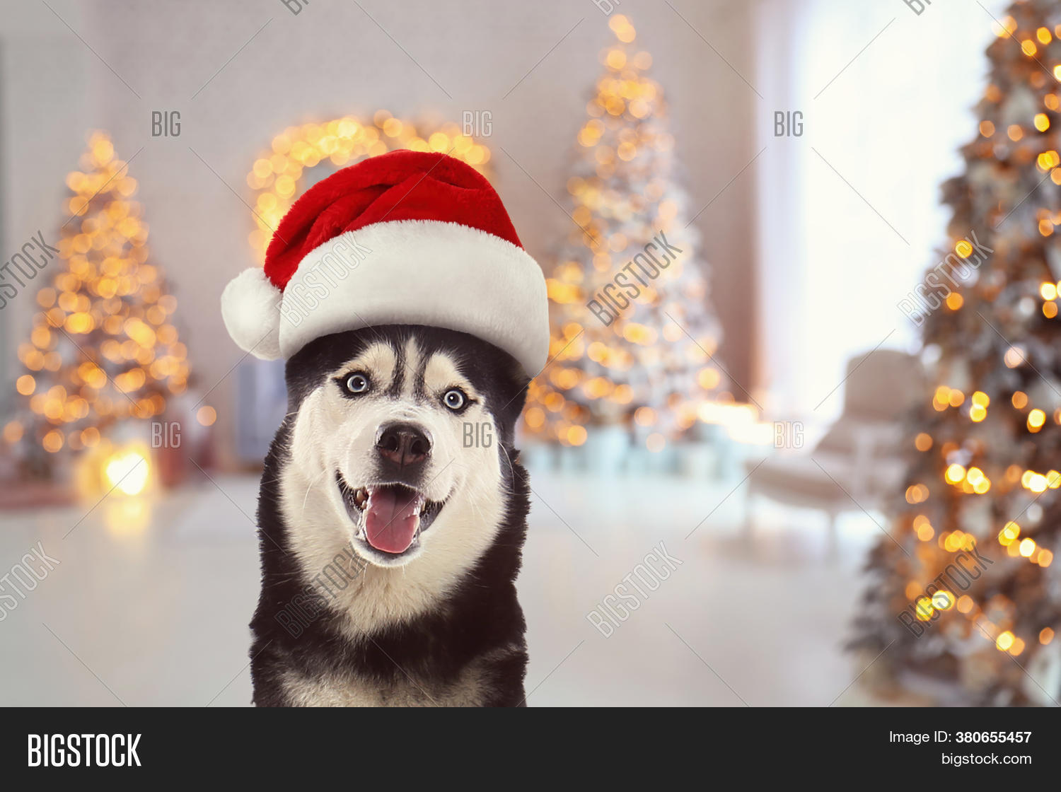 Cute Siberian Husky Image & Photo (Free Trial) | Bigstock