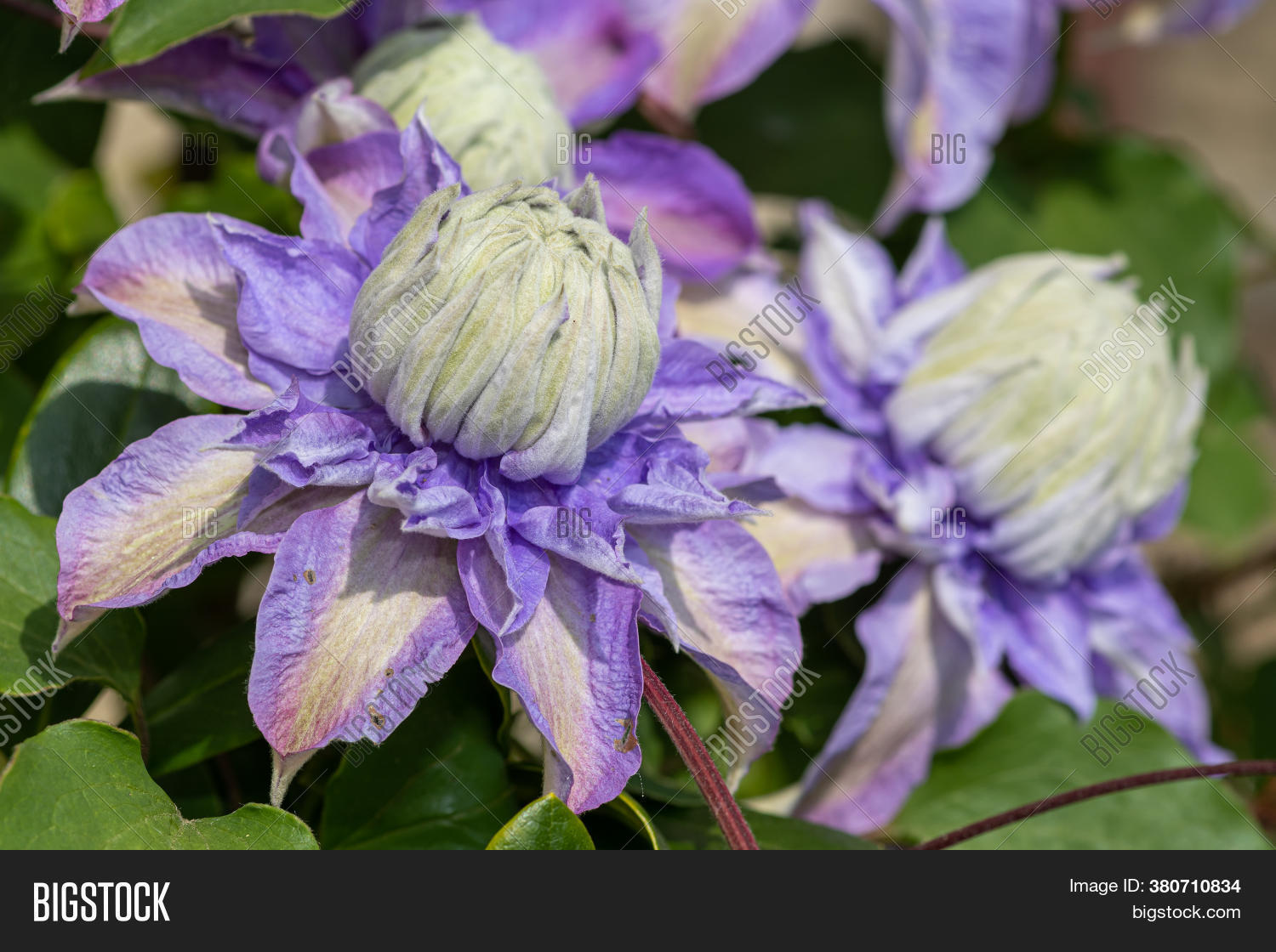 Close Flowering Image & Photo (Free Trial) | Bigstock