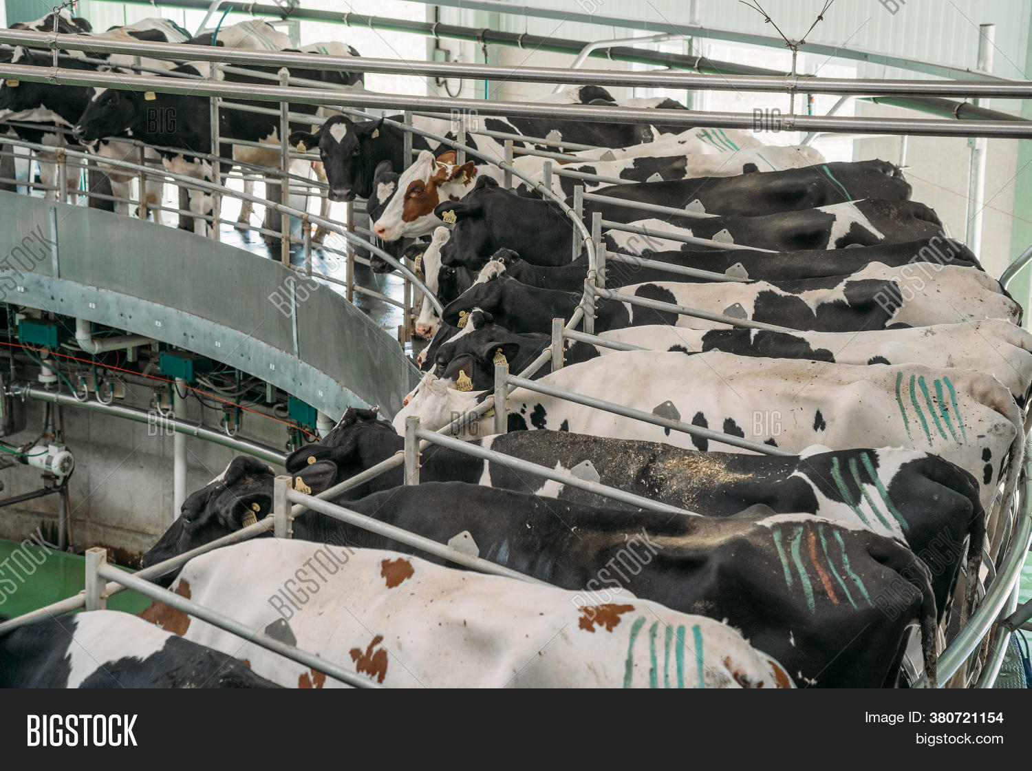 Cows On Round Rotary Image & Photo (Free Trial) | Bigstock