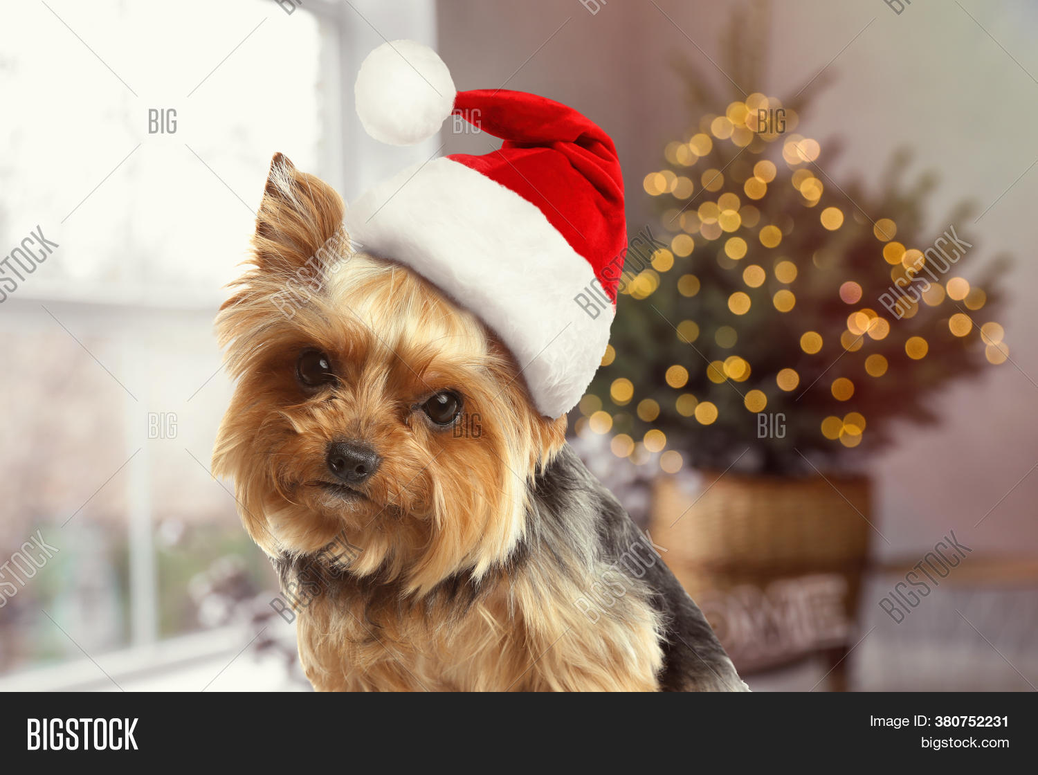 Cute Yorkshire Terrier Image & Photo (Free Trial) | Bigstock