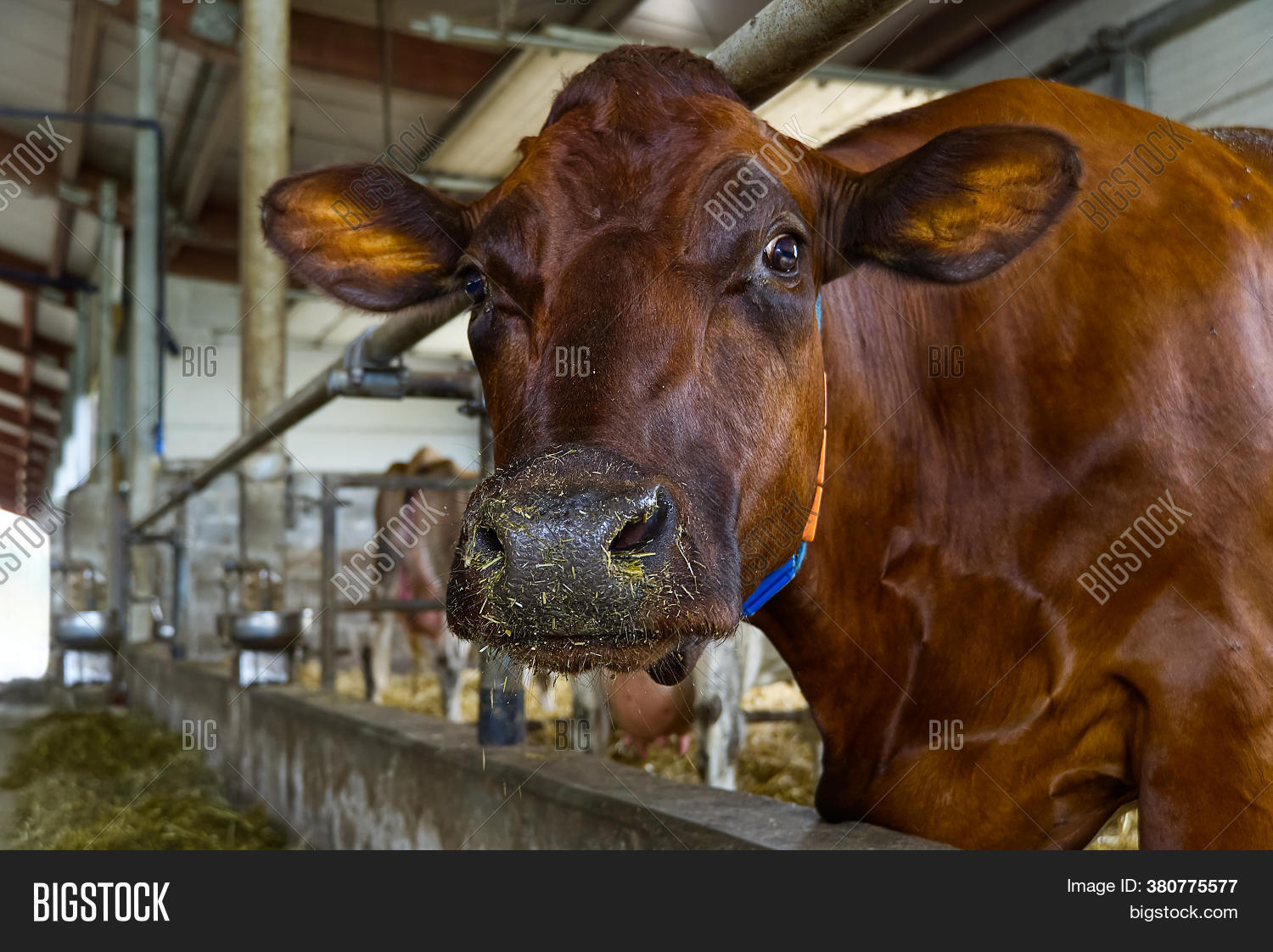 Orange Cows On Farm. Image & Photo (Free Trial) | Bigstock