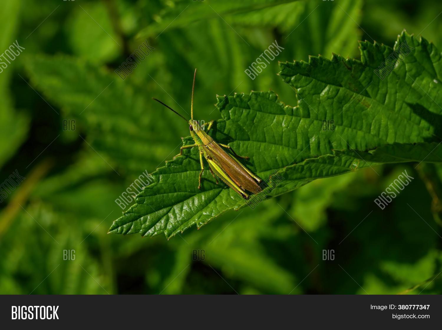 Close Image Yellow Image & Photo (Free Trial) | Bigstock