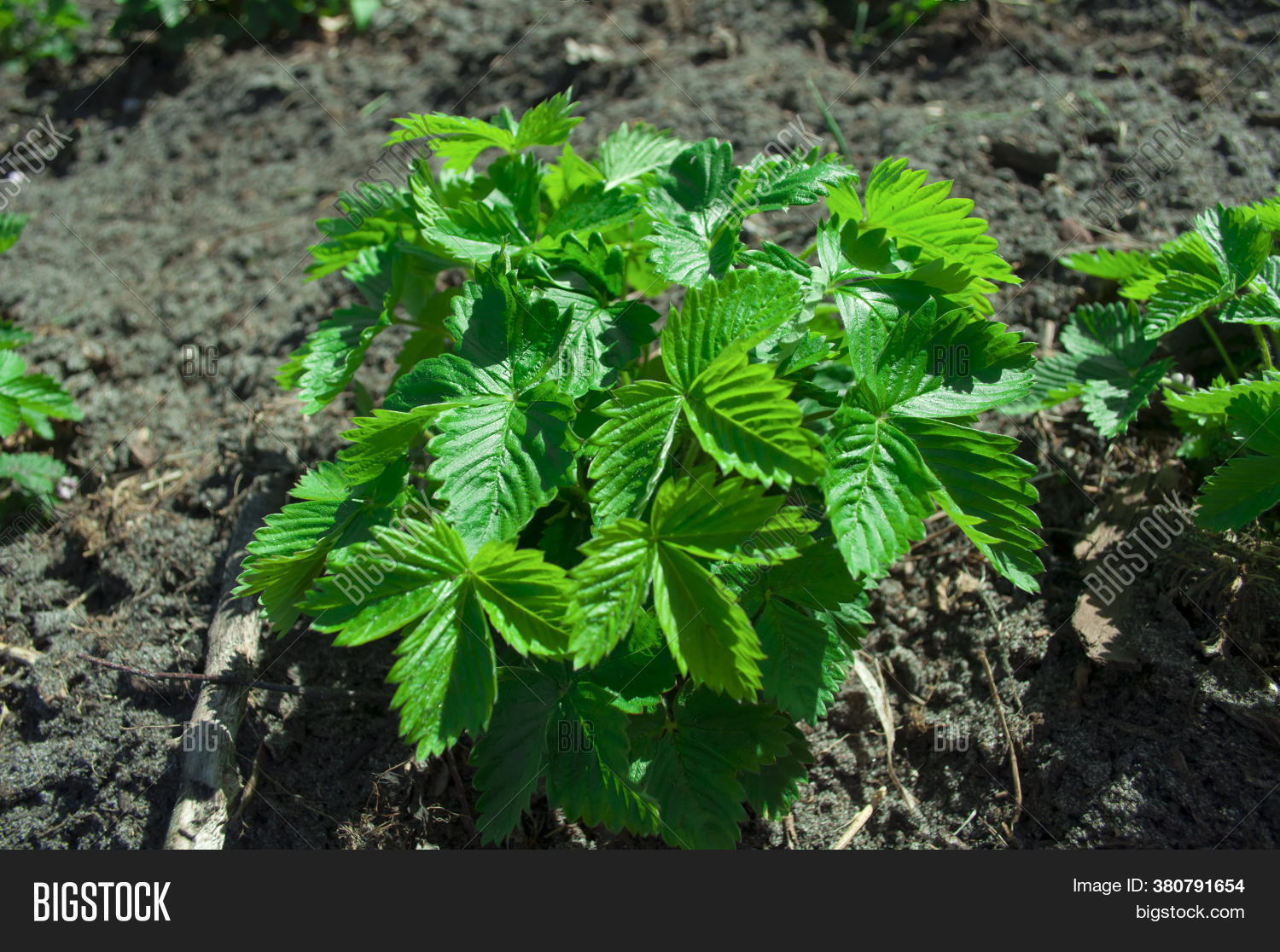 Strawberry Bush Early Image & Photo (Free Trial) | Bigstock
