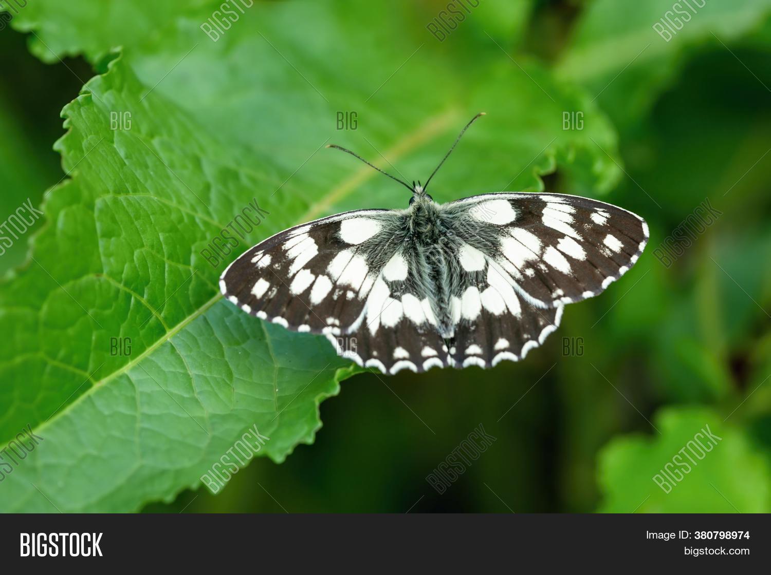 Close Image Marbled Image & Photo (Free Trial) | Bigstock