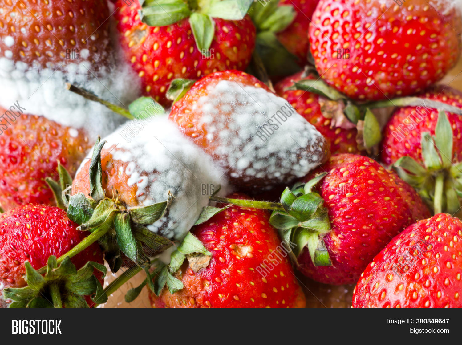 Gray Mold On Red Ripe Image & Photo (Free Trial) | Bigstock
