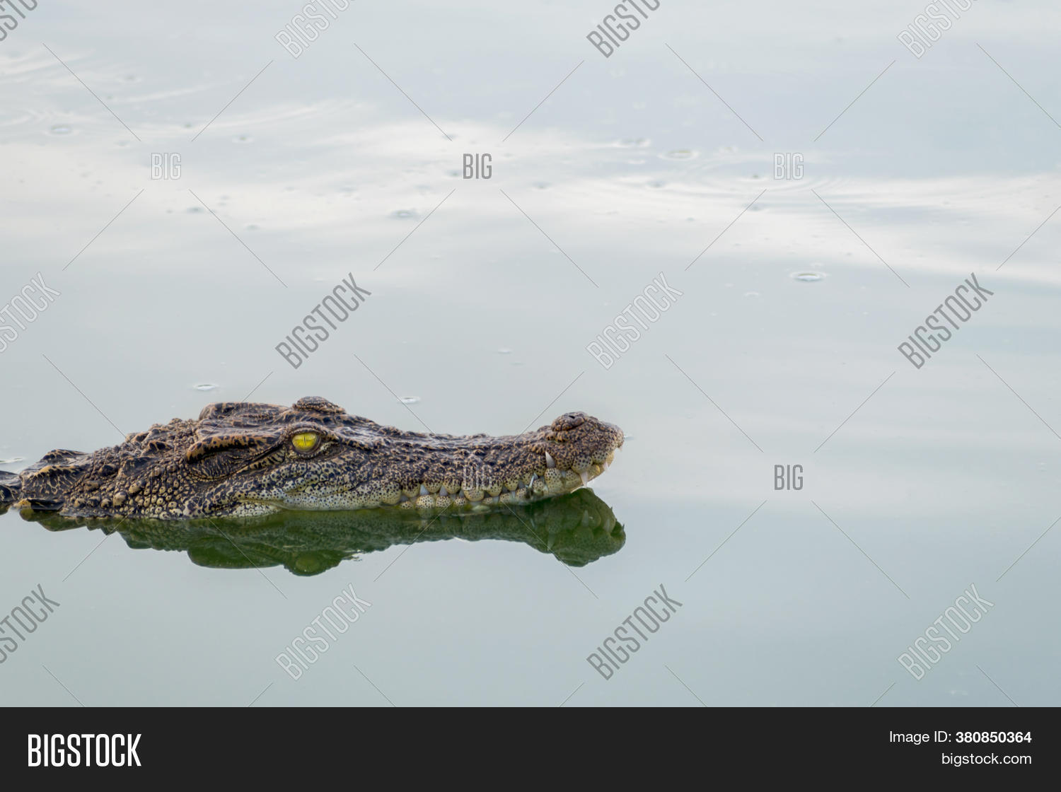 Wildlife Crocodile Image & Photo (Free Trial) | Bigstock
