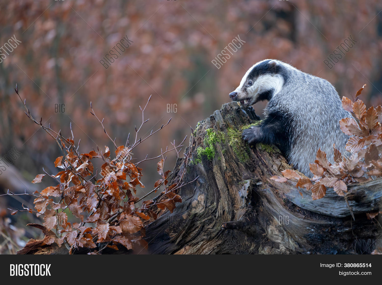 Badger Biting Stale Image & Photo (Free Trial) | Bigstock