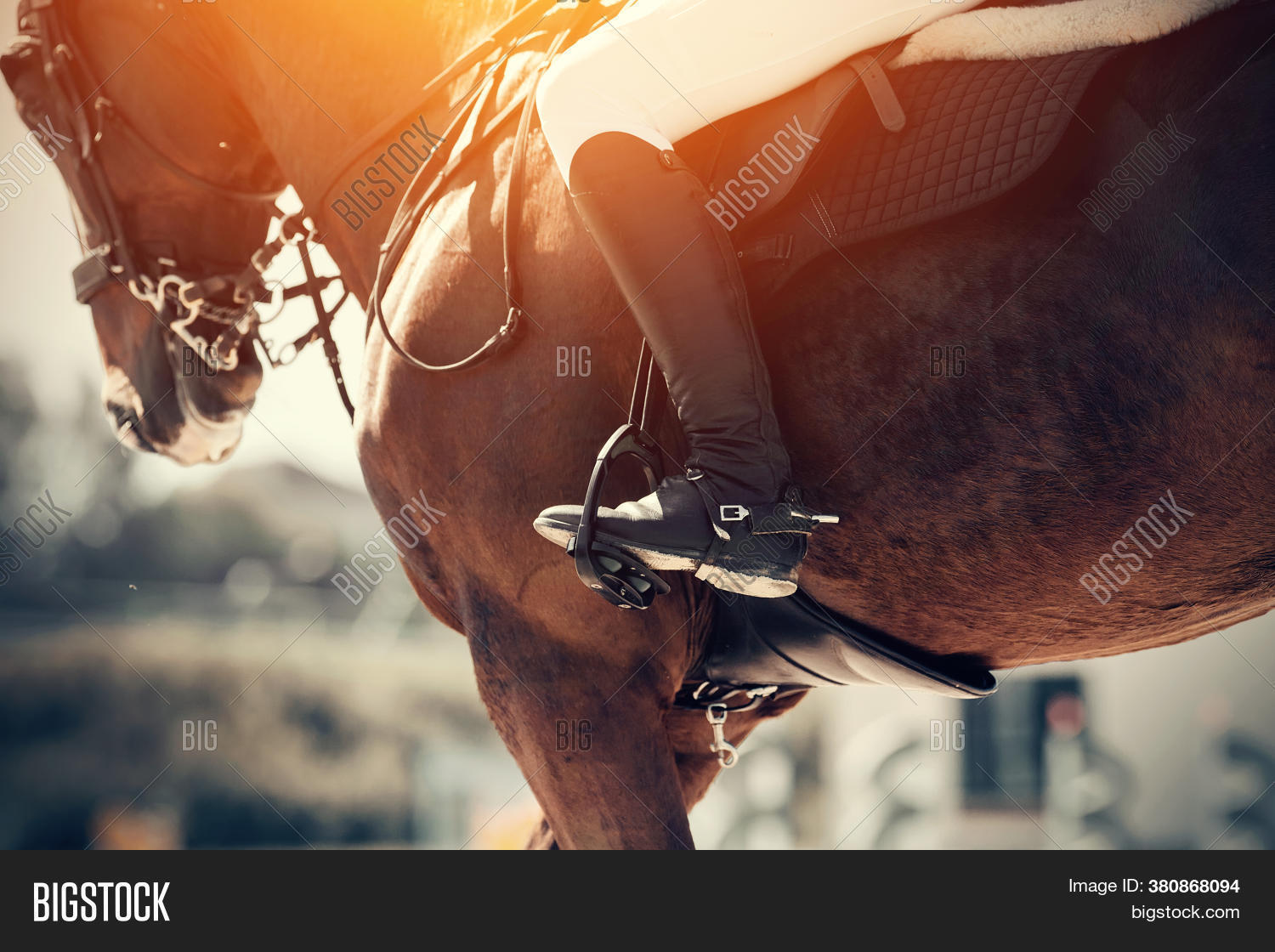 Equestrian Sport. Leg Image & Photo (Free Trial) | Bigstock