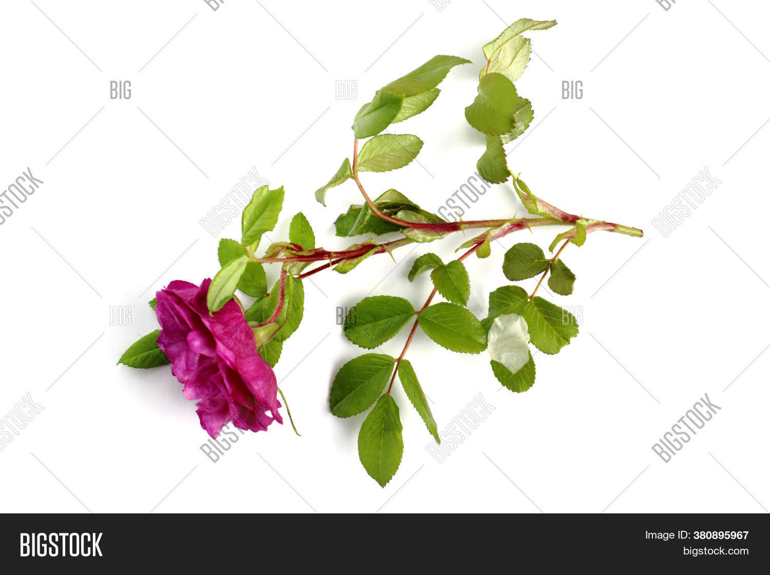 Bright Rose, Branch Image & Photo (Free Trial) | Bigstock