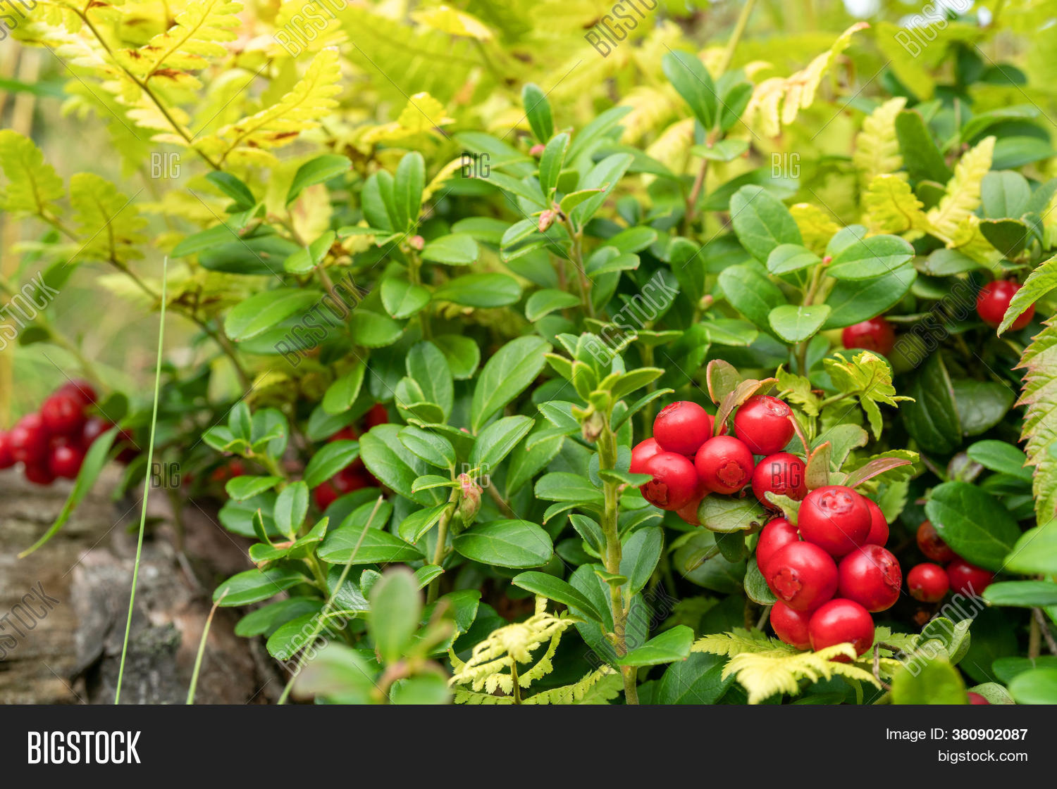 Lingonberry Bushes Image & Photo (Free Trial) | Bigstock