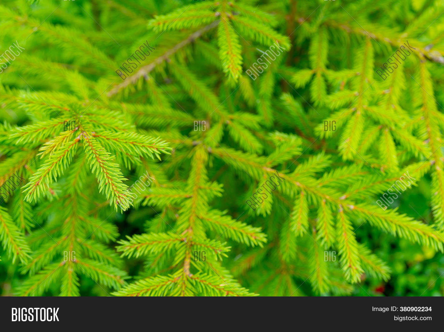 Small Young Green Image & Photo (Free Trial) | Bigstock