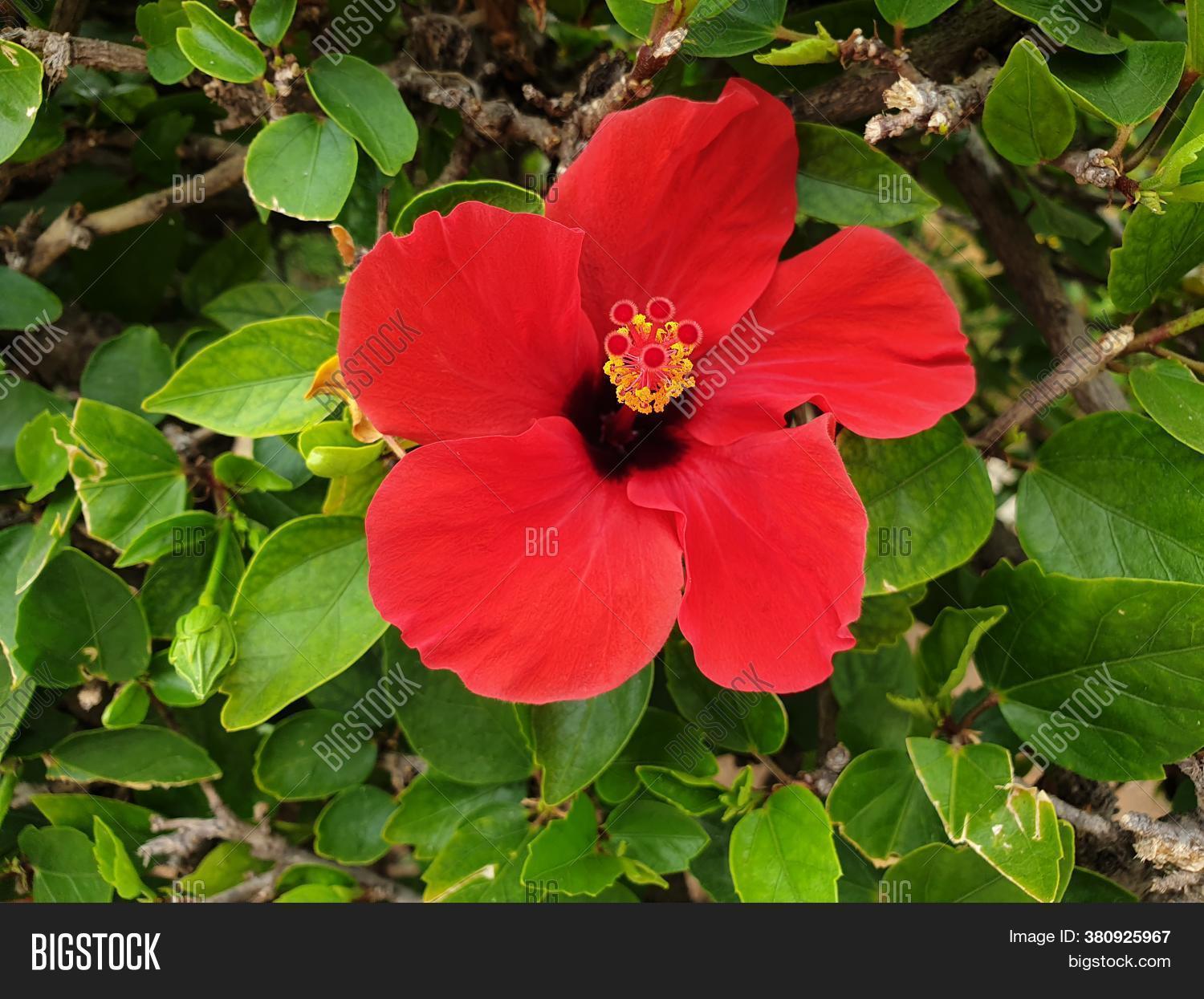 Red Hibiscus Flower On Image & Photo (Free Trial) | Bigstock
