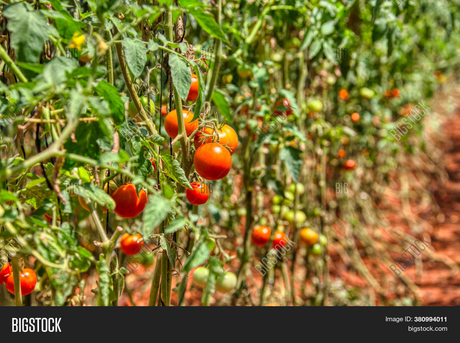 Ripped Organic Image & Photo (Free Trial) | Bigstock