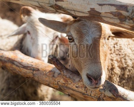Goat Sheep On Farm. Image & Photo (Free Trial) | Bigstock