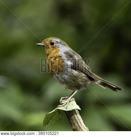 Eurasian Robin Image & Photo (Free Trial) | Bigstock