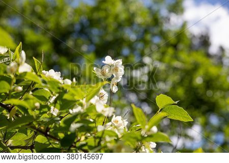 Jasmine Bush Full Image & Photo (Free Trial) | Bigstock