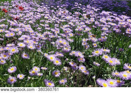 Fleabane Lots Violet Image & Photo (Free Trial) | Bigstock