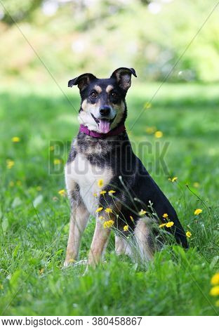 Mongrel Dog Images, Illustrations & Vectors (Free) - Bigstock