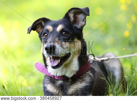 Mongrel Dog Images, Illustrations & Vectors (Free) - Bigstock