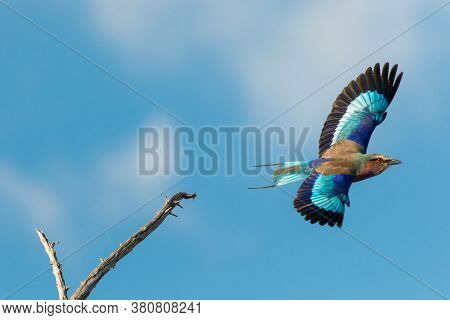 Lilac-breasted Roller Image & Photo (Free Trial) | Bigstock