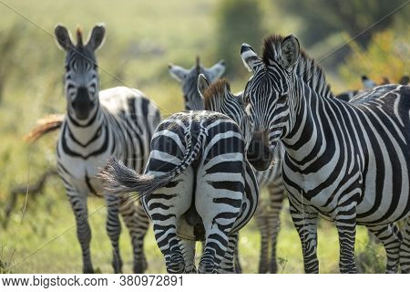 Back View Zebra's Image & Photo (Free Trial) | Bigstock