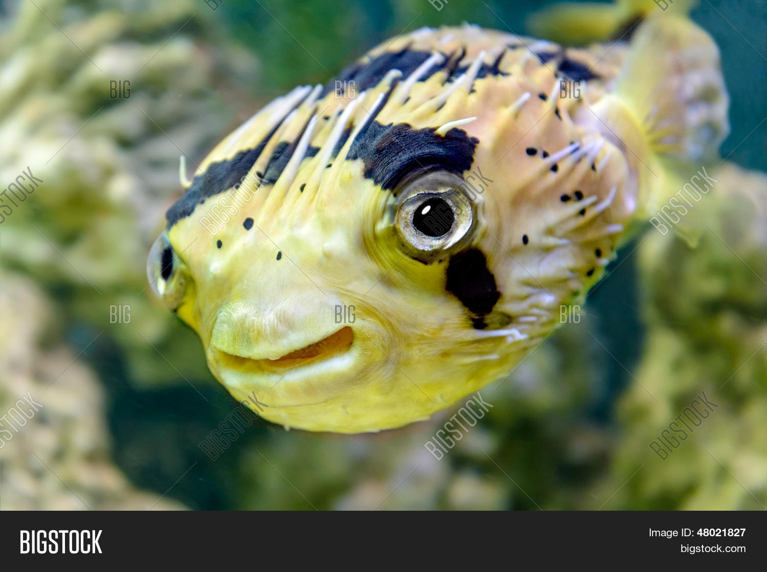 Porcupine Fish Image & Photo (Free Trial) | Bigstock