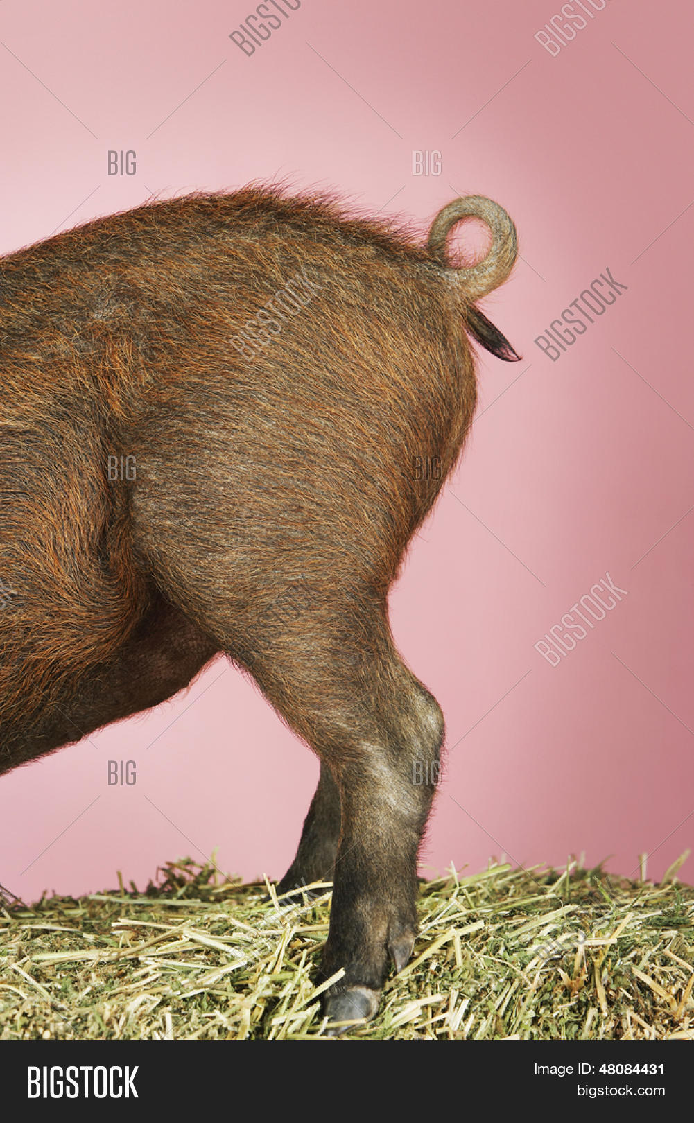 Side View Rear End Pig Image & Photo (Free Trial) | Bigstock