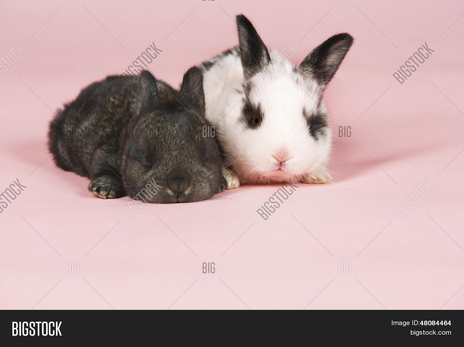Two Baby Pet Rabbits Image & Photo (Free Trial) | Bigstock