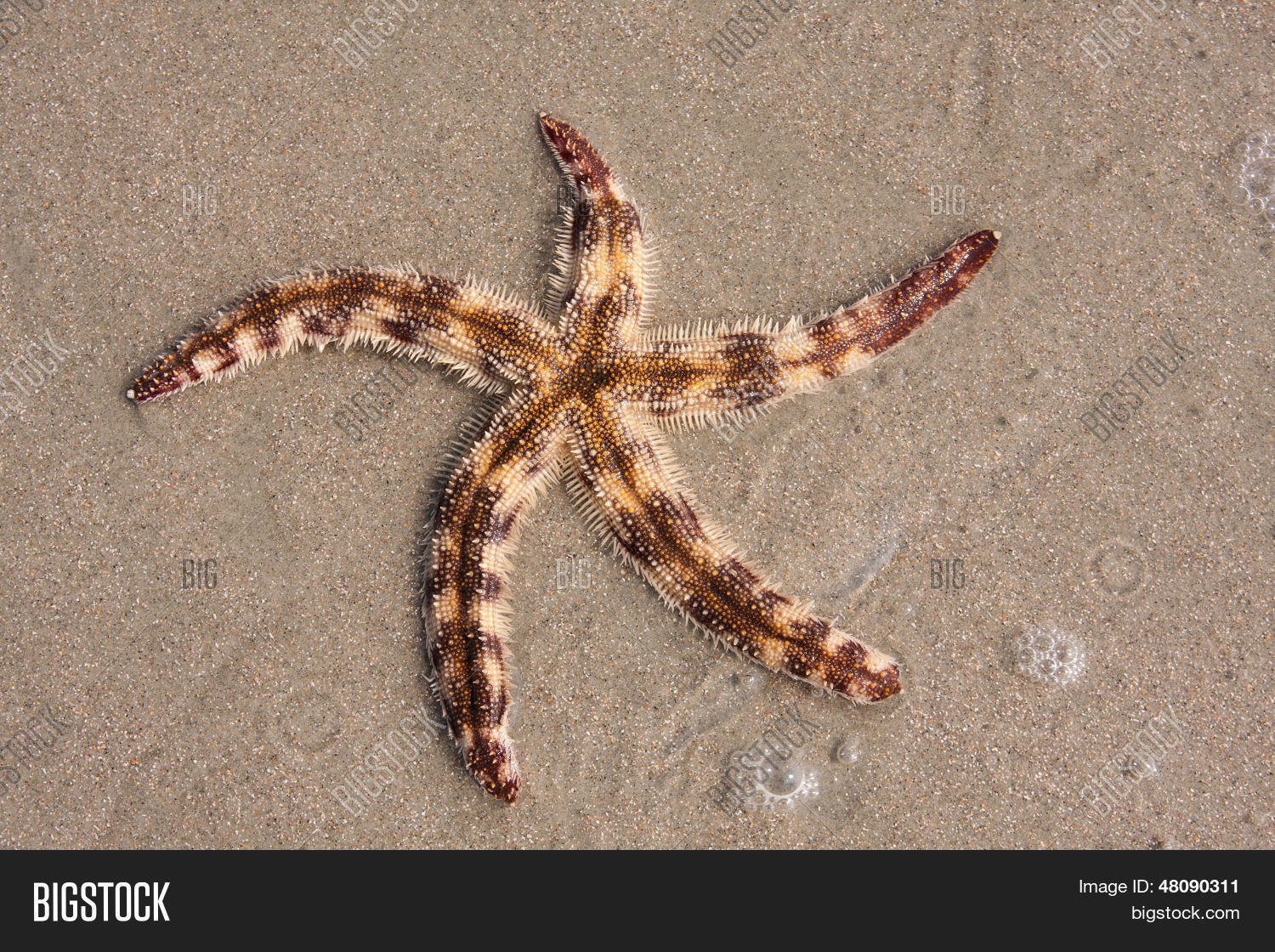Spotted Starfish Image & Photo (Free Trial) | Bigstock