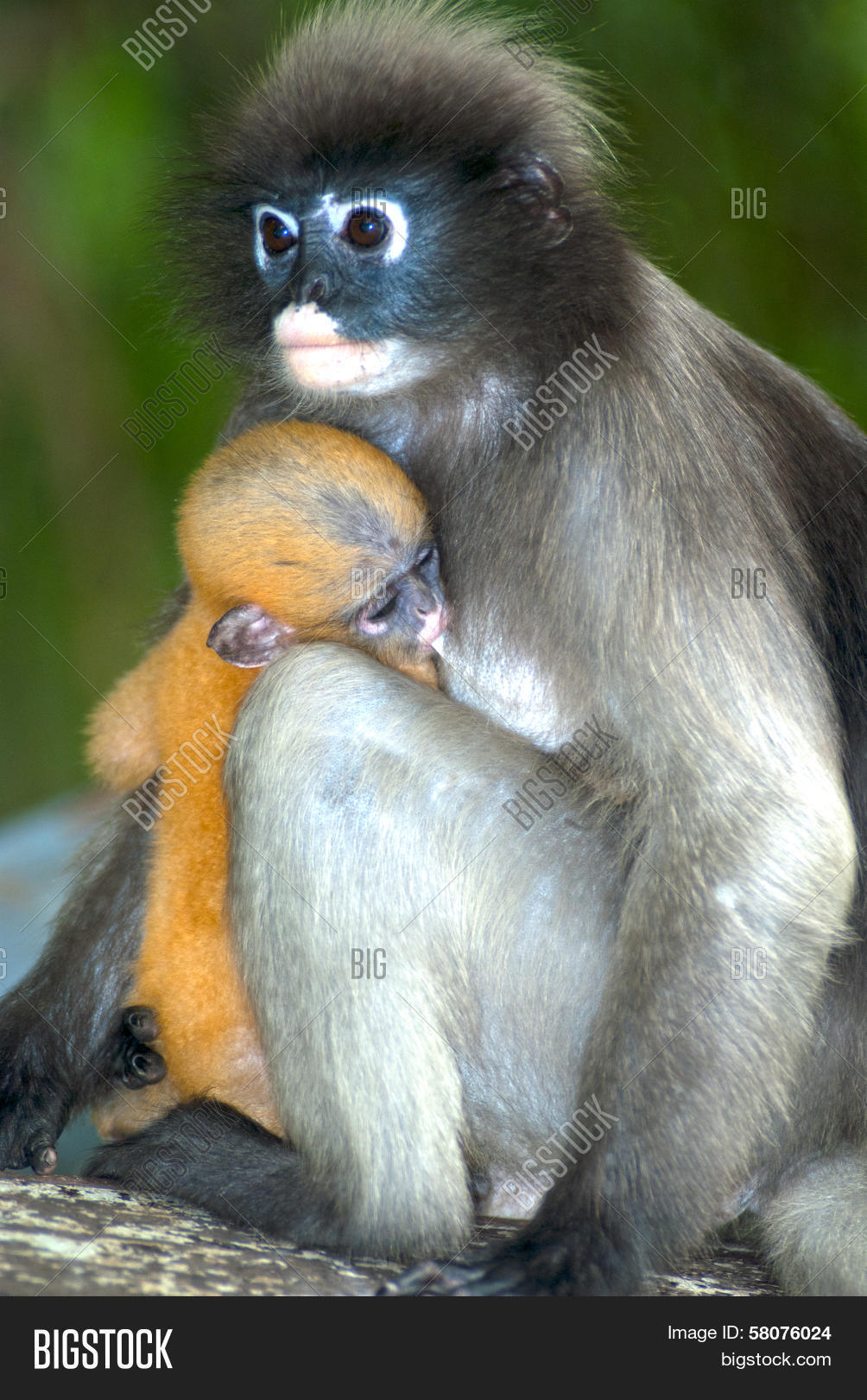 Monkey Mother Her Baby Image & Photo (Free Trial) | Bigstock