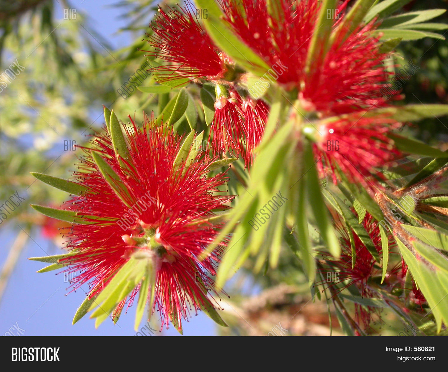 Bottle Brush Image & Photo (Free Trial) | Bigstock