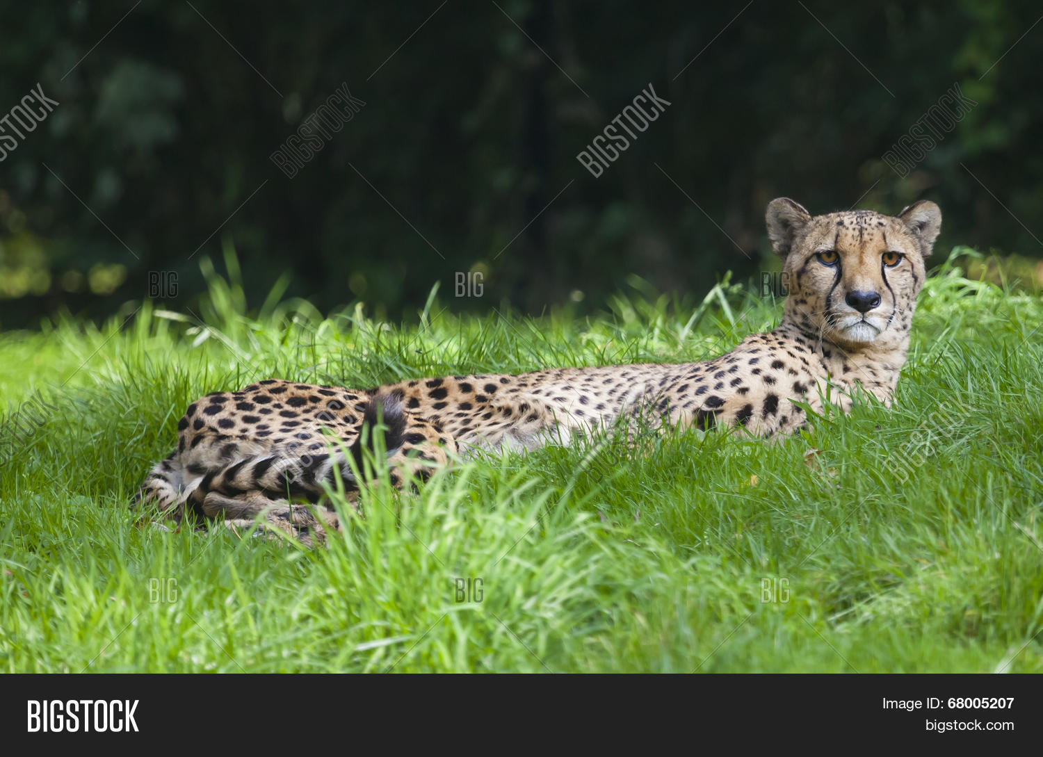 Sad Cheetah Laying On Image & Photo (Free Trial) | Bigstock