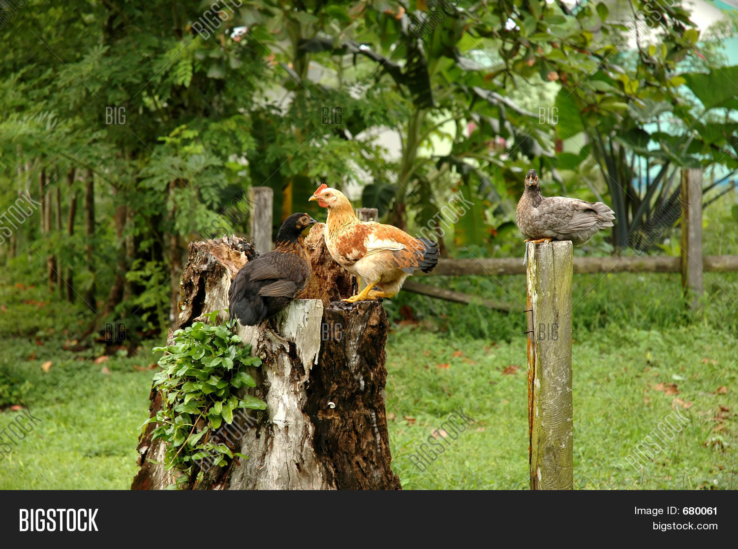 Three Chickens Image & Photo (Free Trial) | Bigstock