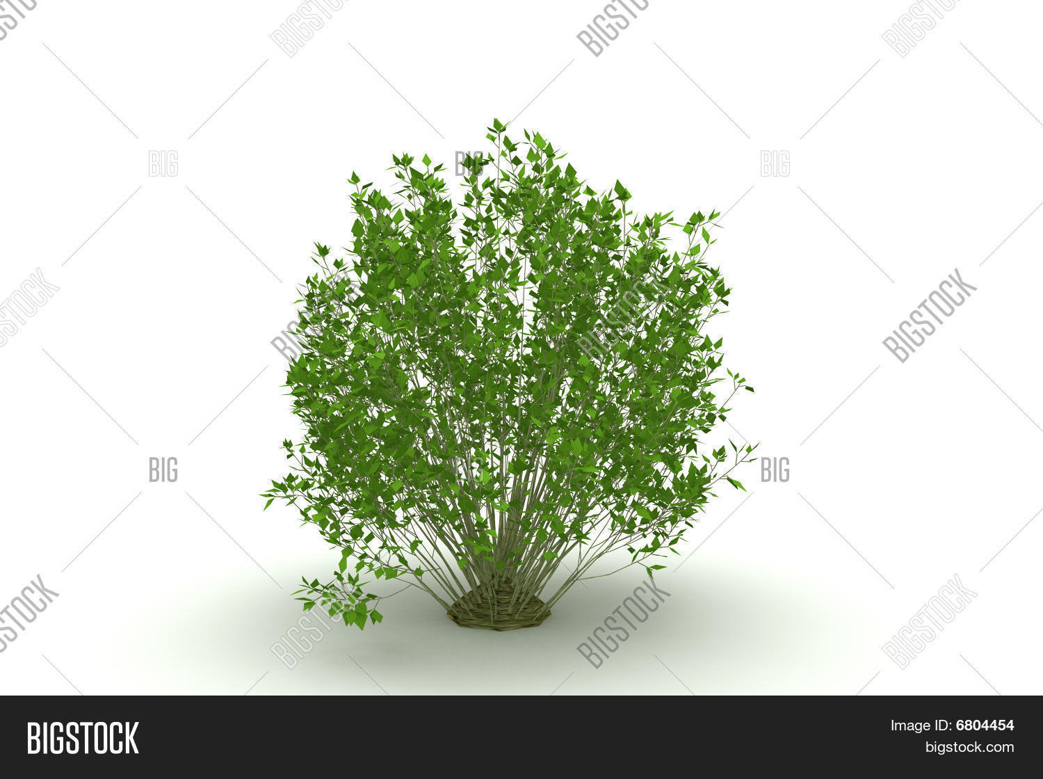 Green Bush Isolated On Image & Photo (Free Trial) | Bigstock