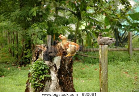 Three Chickens Image & Photo (Free Trial) | Bigstock