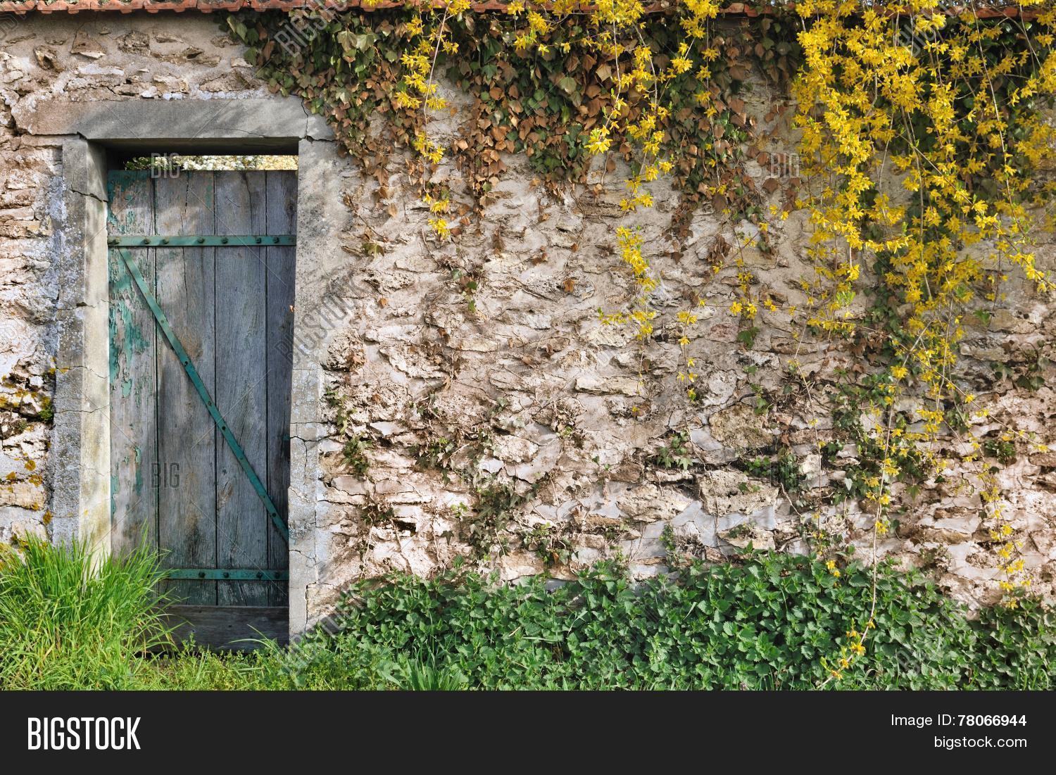 Garden Wall Vegetation Image & Photo (Free Trial) | Bigstock