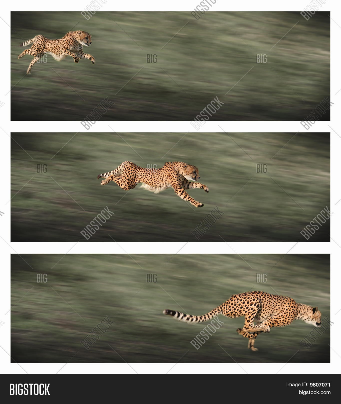 Cheetah Frames Image & Photo (Free Trial) | Bigstock
