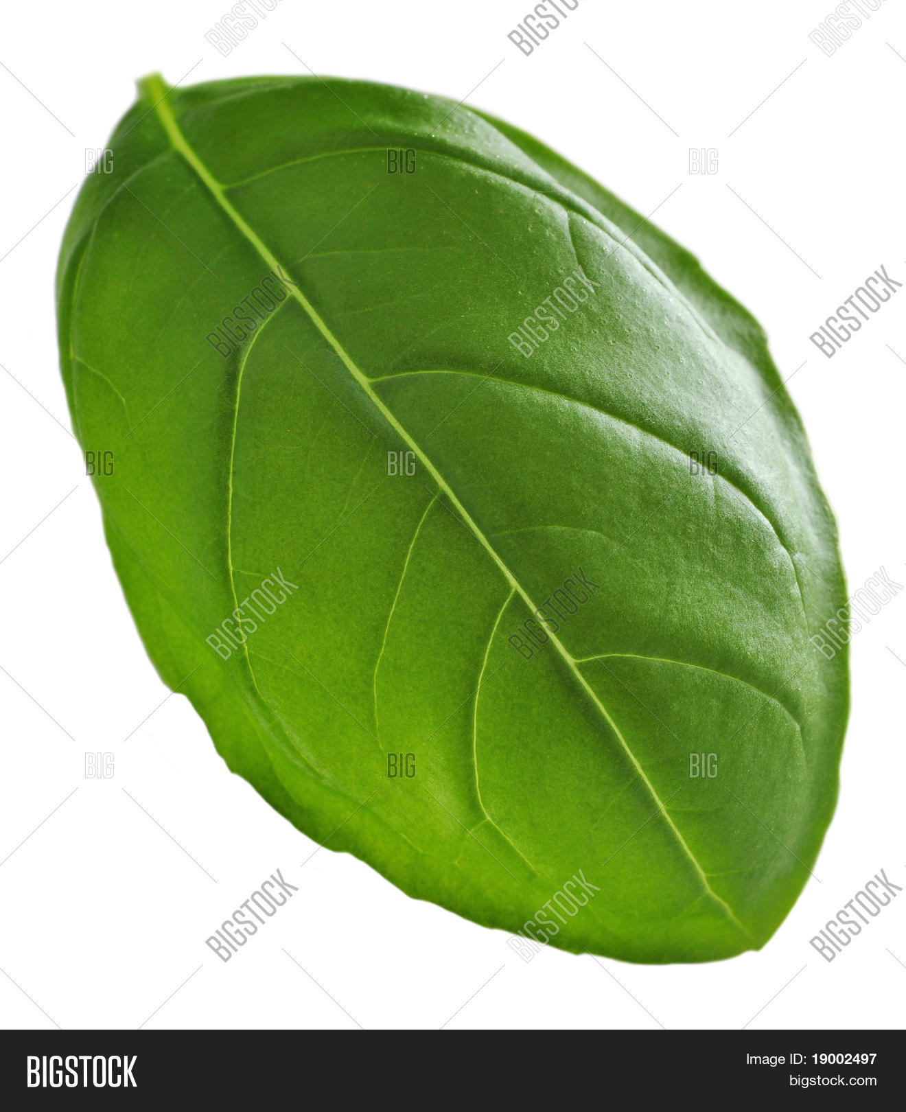 Basilic Leaf - Image & Photo (Free Trial) | Bigstock