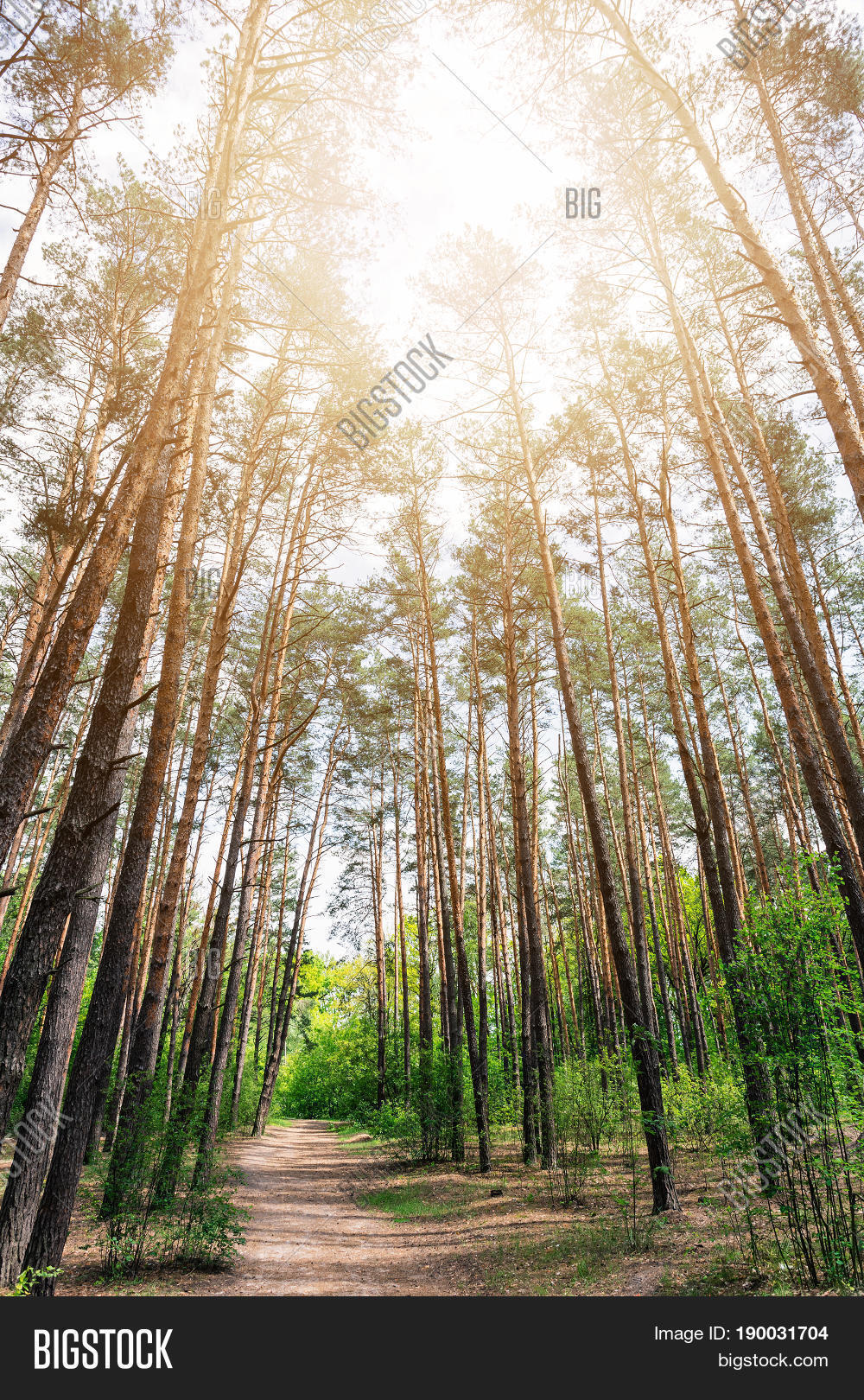Woods Pine Tree Trail Image & Photo (Free Trial) | Bigstock