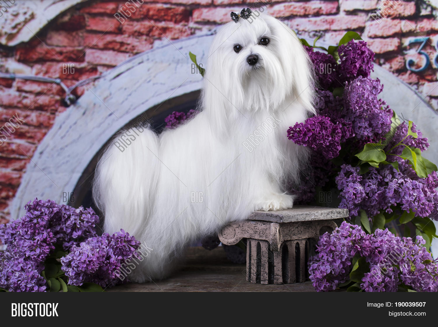Maltese Long Hair Image & Photo (Free Trial) | Bigstock