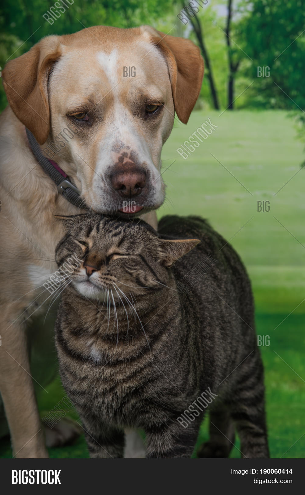 Dog Cat Nuzzling Each Image & Photo (Free Trial) | Bigstock