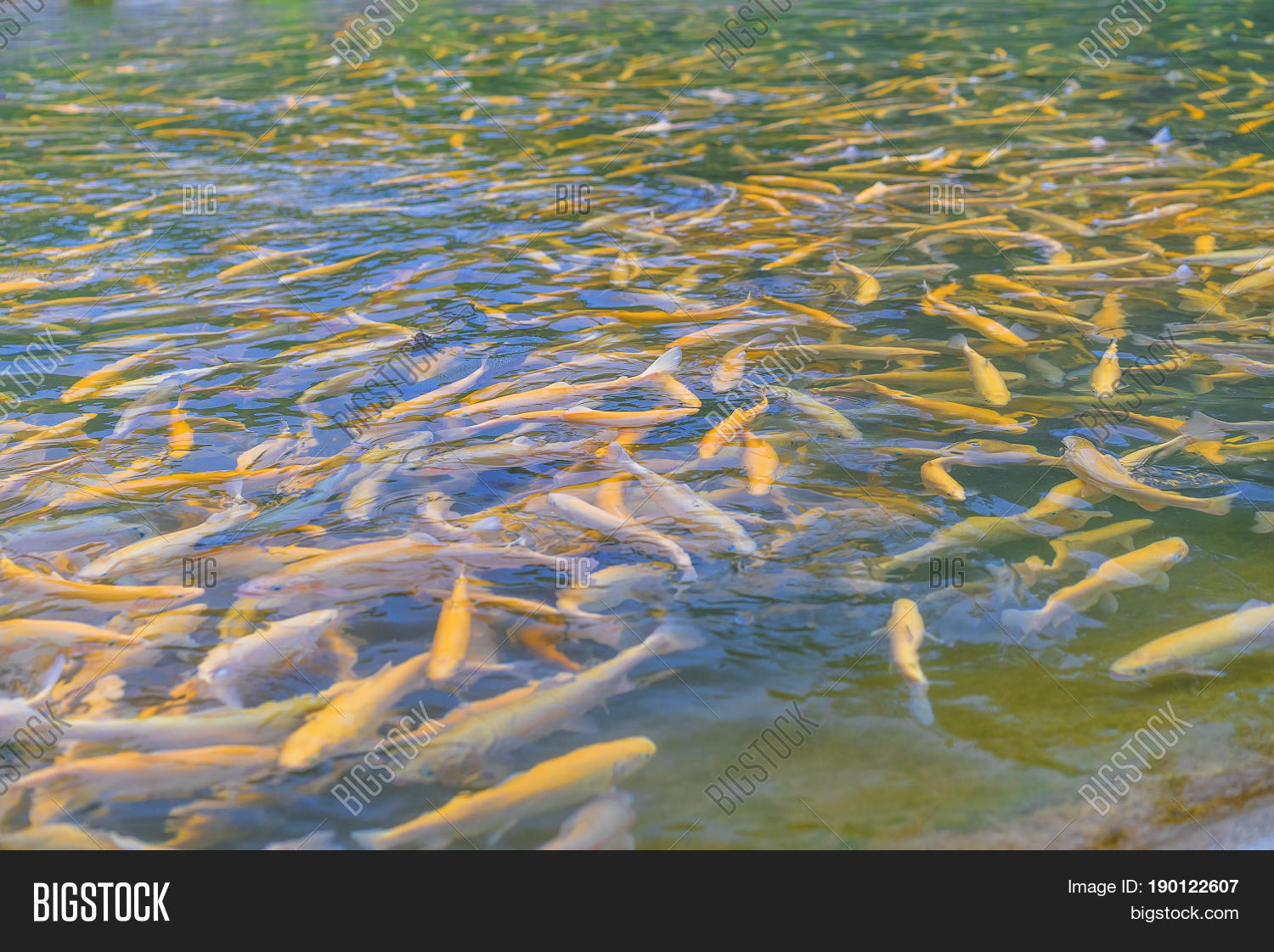 Close Adult Amber Image & Photo (Free Trial) | Bigstock