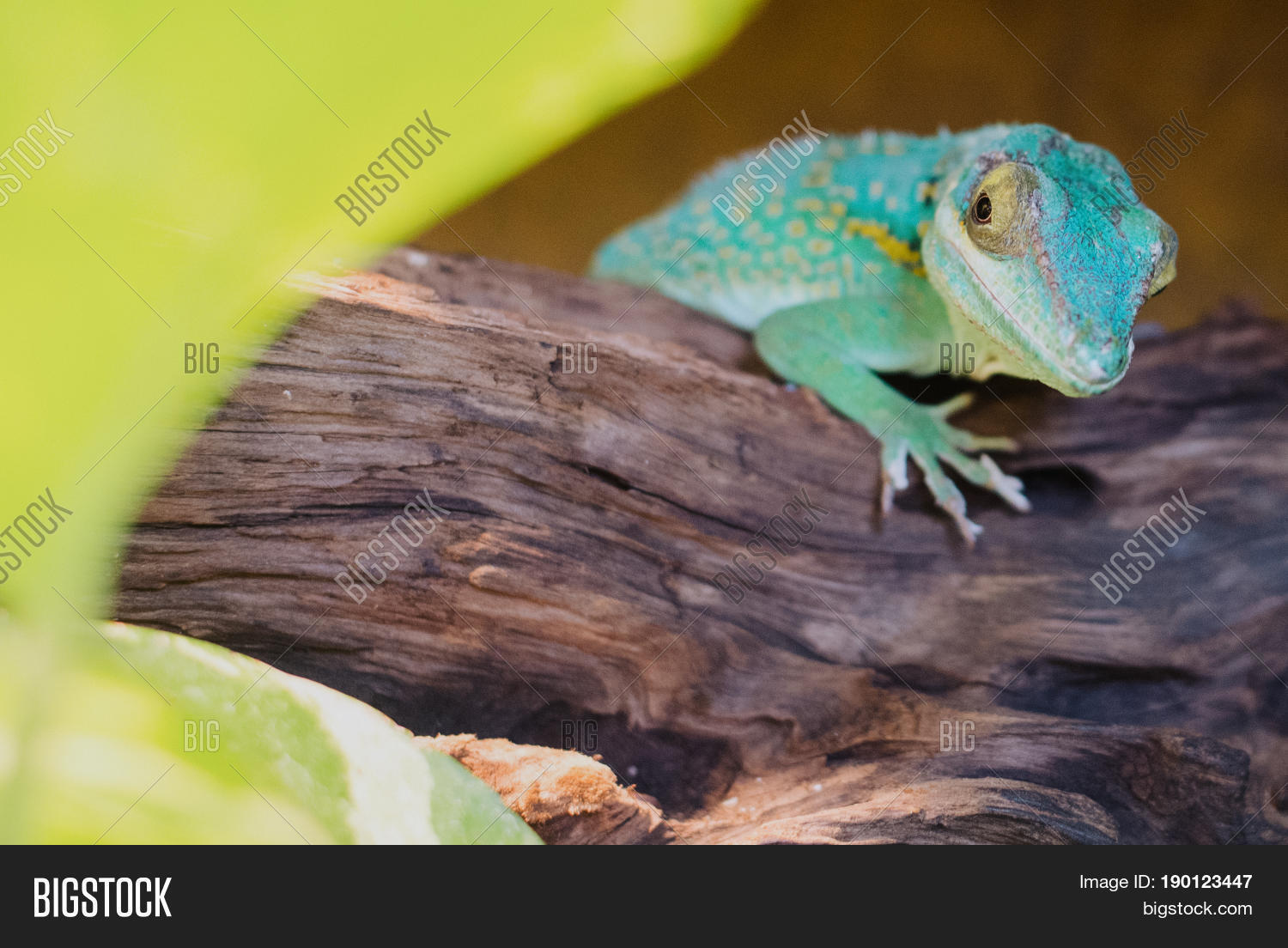 Close On Anolis Image & Photo (Free Trial) | Bigstock