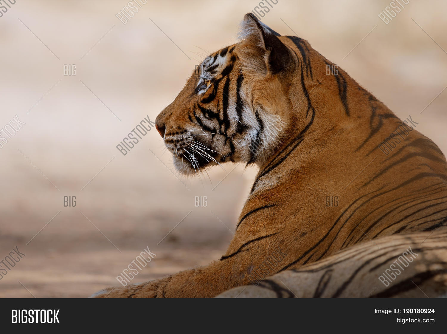 Tiger Nature Habitat. Image & Photo (Free Trial) | Bigstock