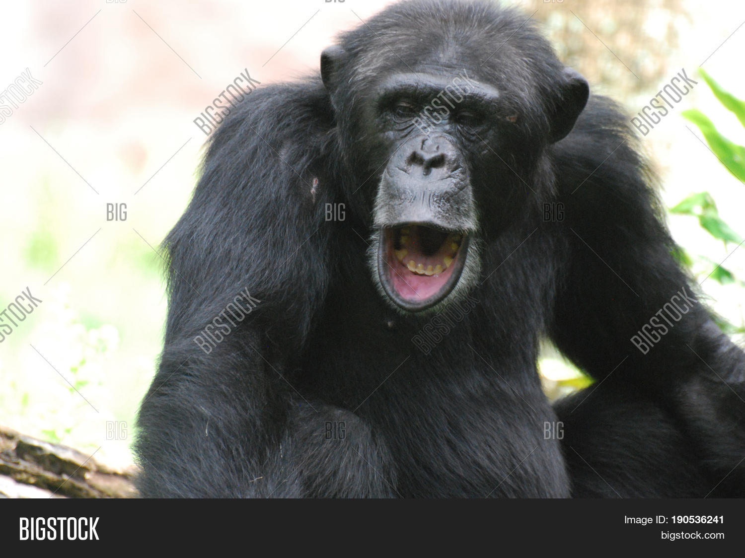 Chimpanzee Making Image & Photo (Free Trial) | Bigstock