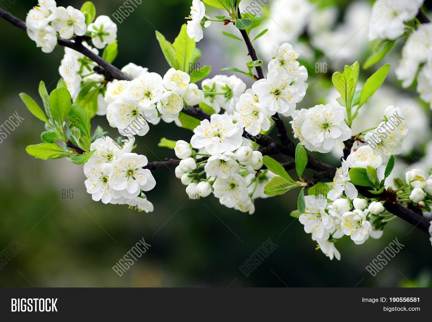 Plum White Blossom Image & Photo (Free Trial) | Bigstock