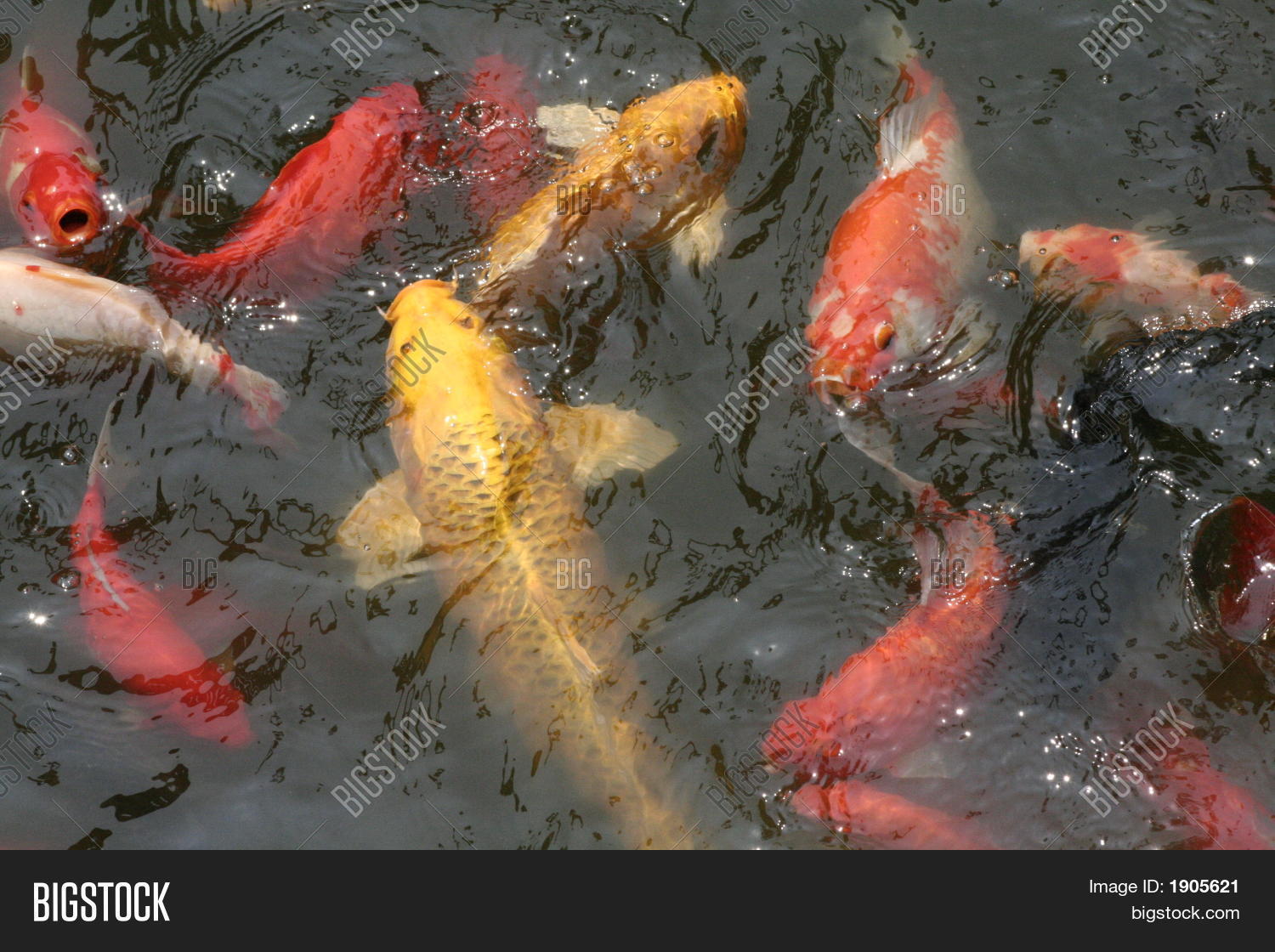 Coy Fish Image & Photo (Free Trial) | Bigstock